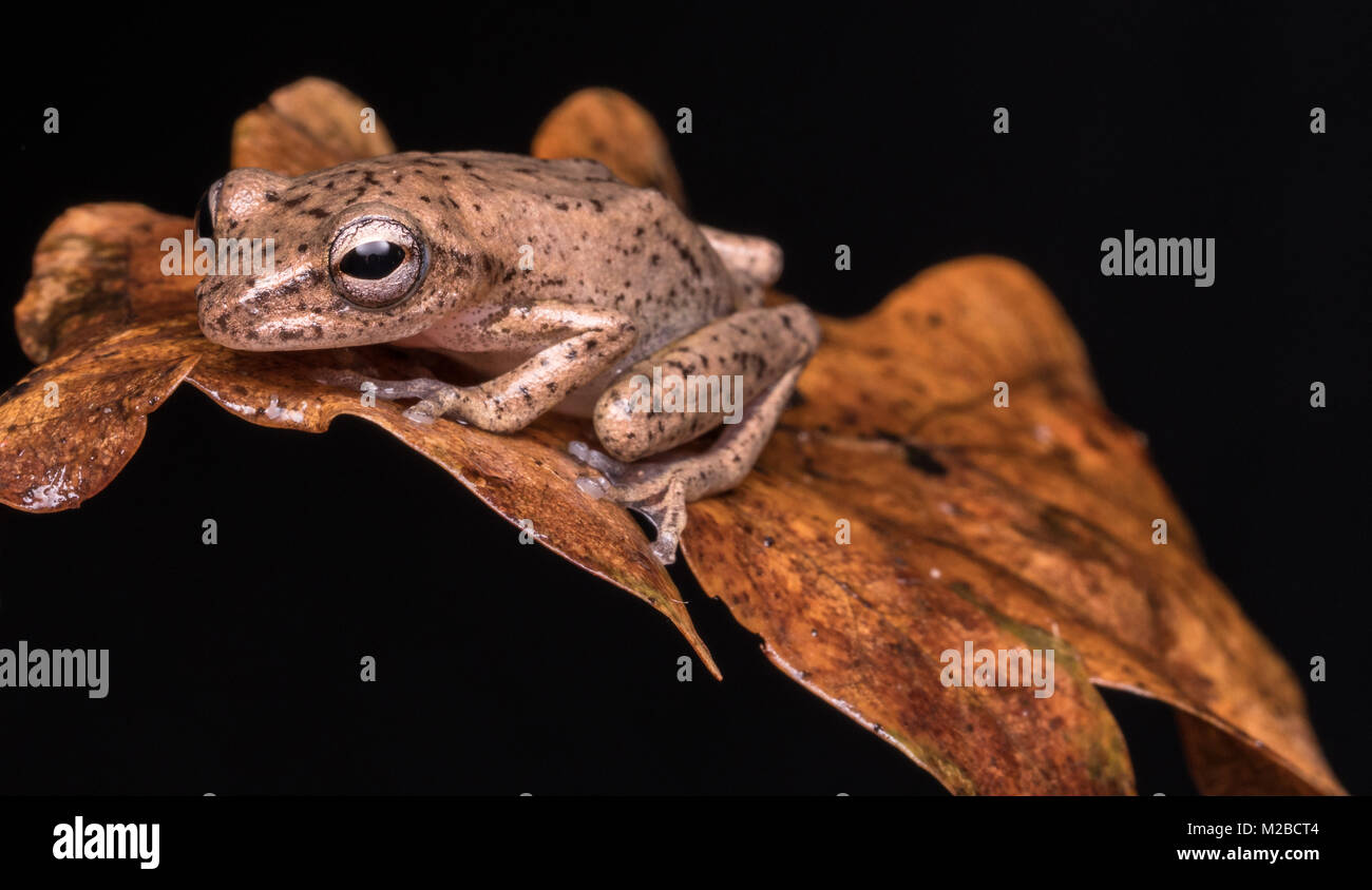 Hyperolius concolor / Reed frog Stock Photo - Alamy