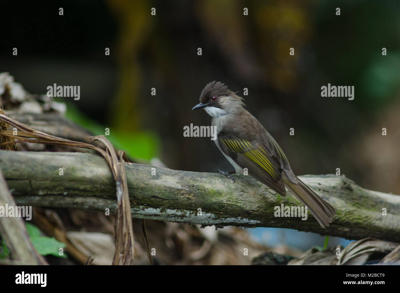 Ashy Bulbul (Hemixos cinerea) perching on the branch in nature ...