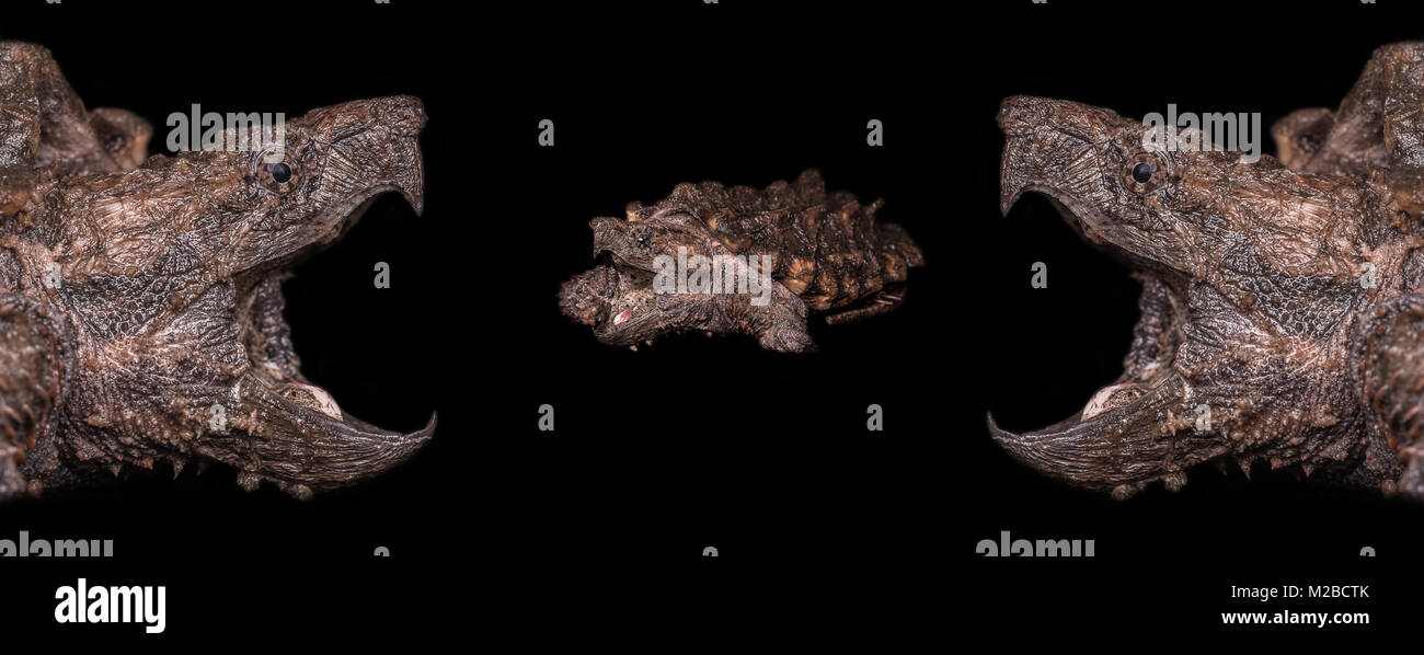 Python snake hi-res stock photography and images - Alamy