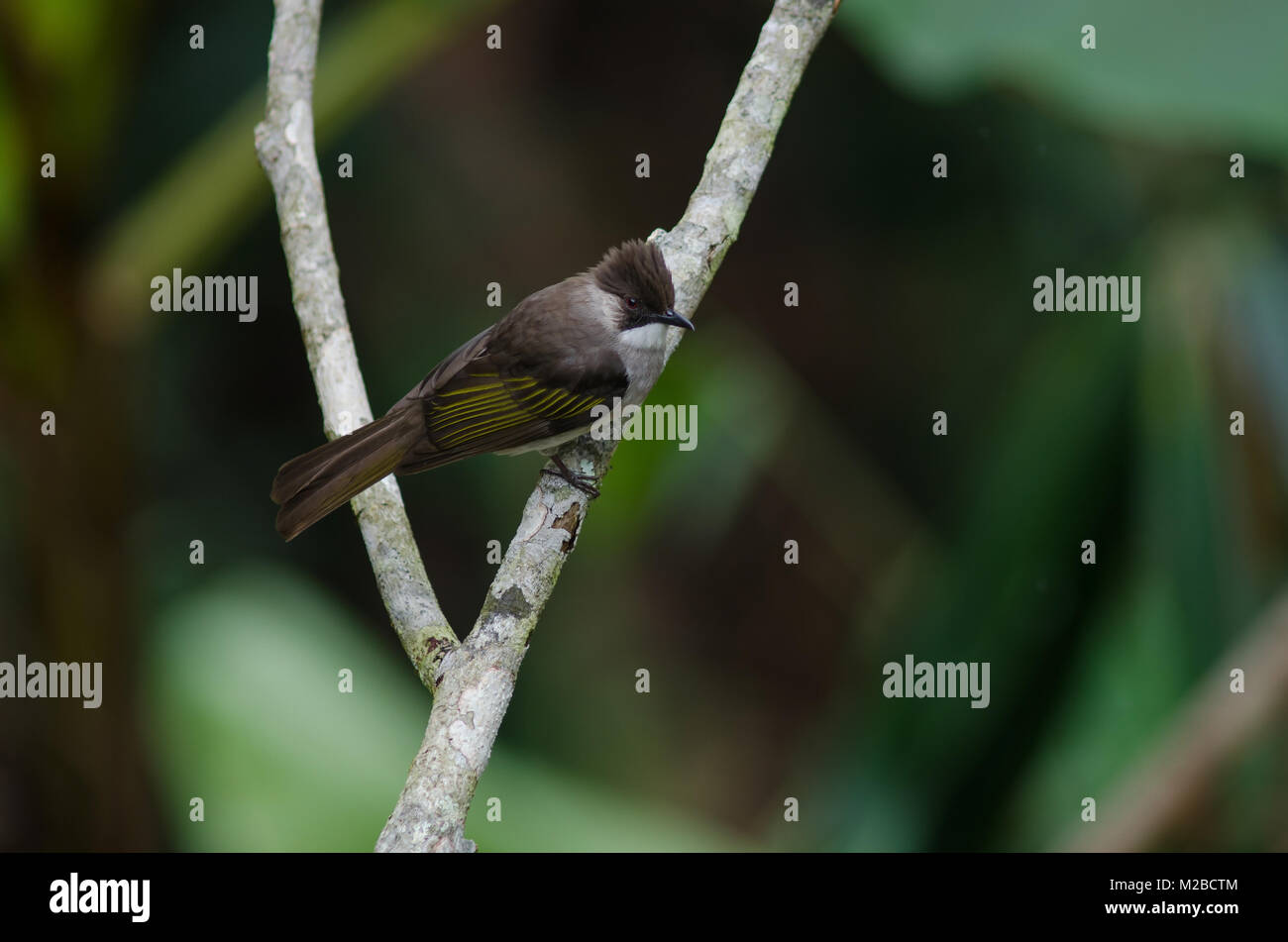 Ashy Bulbul (Hemixos cinerea) perching on the branch in nature ...