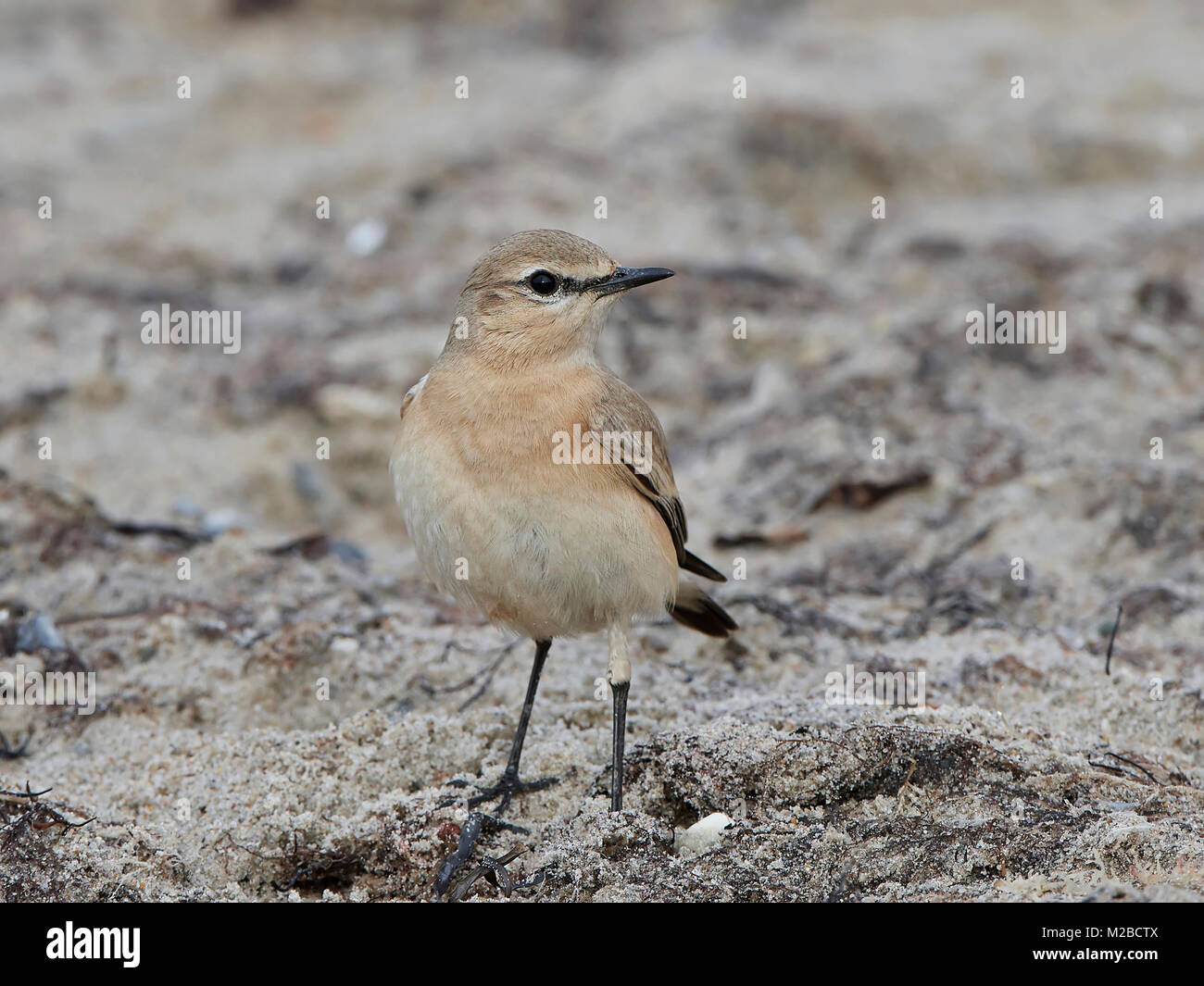 Isabelline wheatear in its natural habitat at the beach Stock Photo - Alamy
