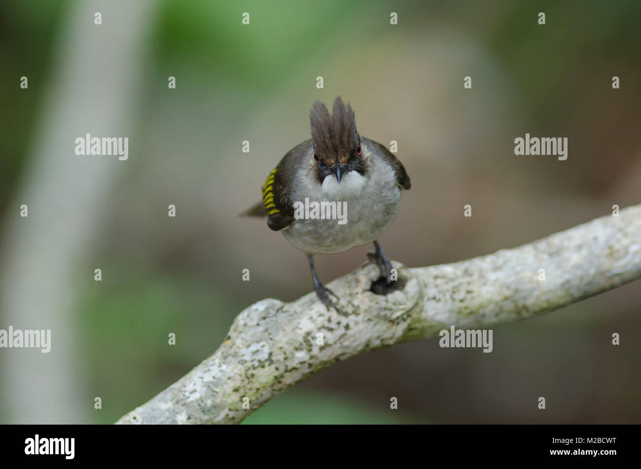 Ashy Bulbul (Hemixos cinerea) perching on the branch in nature ...