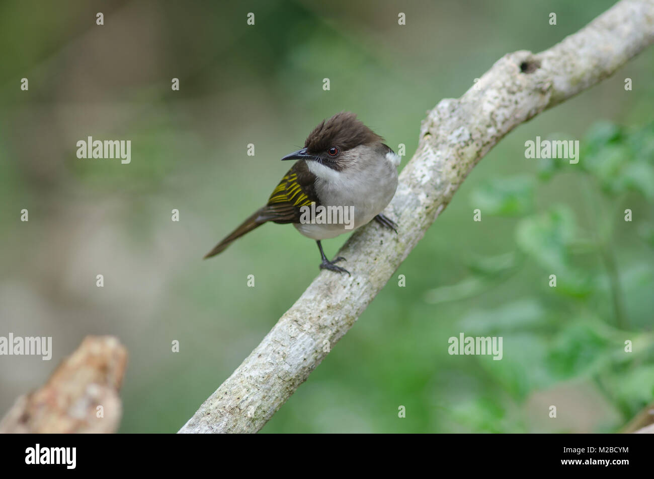 Ashy Bulbul (Hemixos cinerea) perching on the branch in nature ...