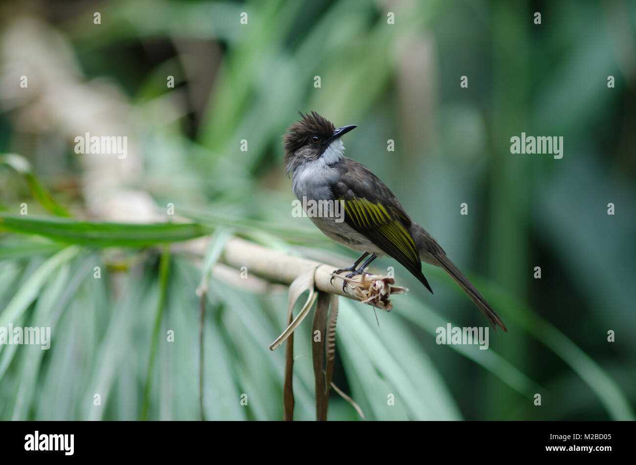 Ashy Bulbul (Hemixos cinerea) perching on the branch in nature ...