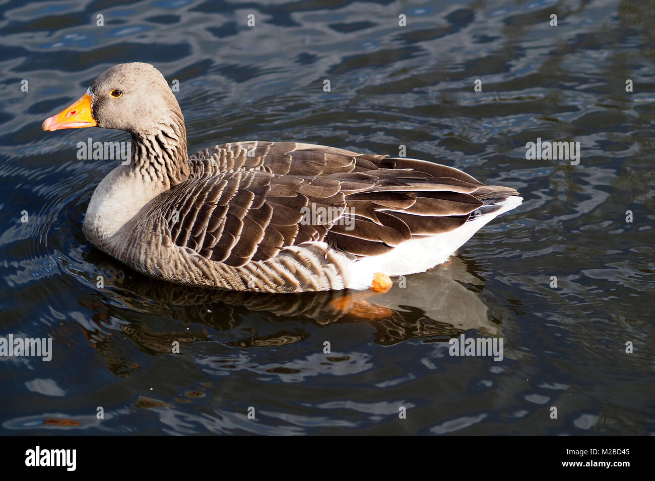 Tame goose hi-res stock photography and images - Alamy