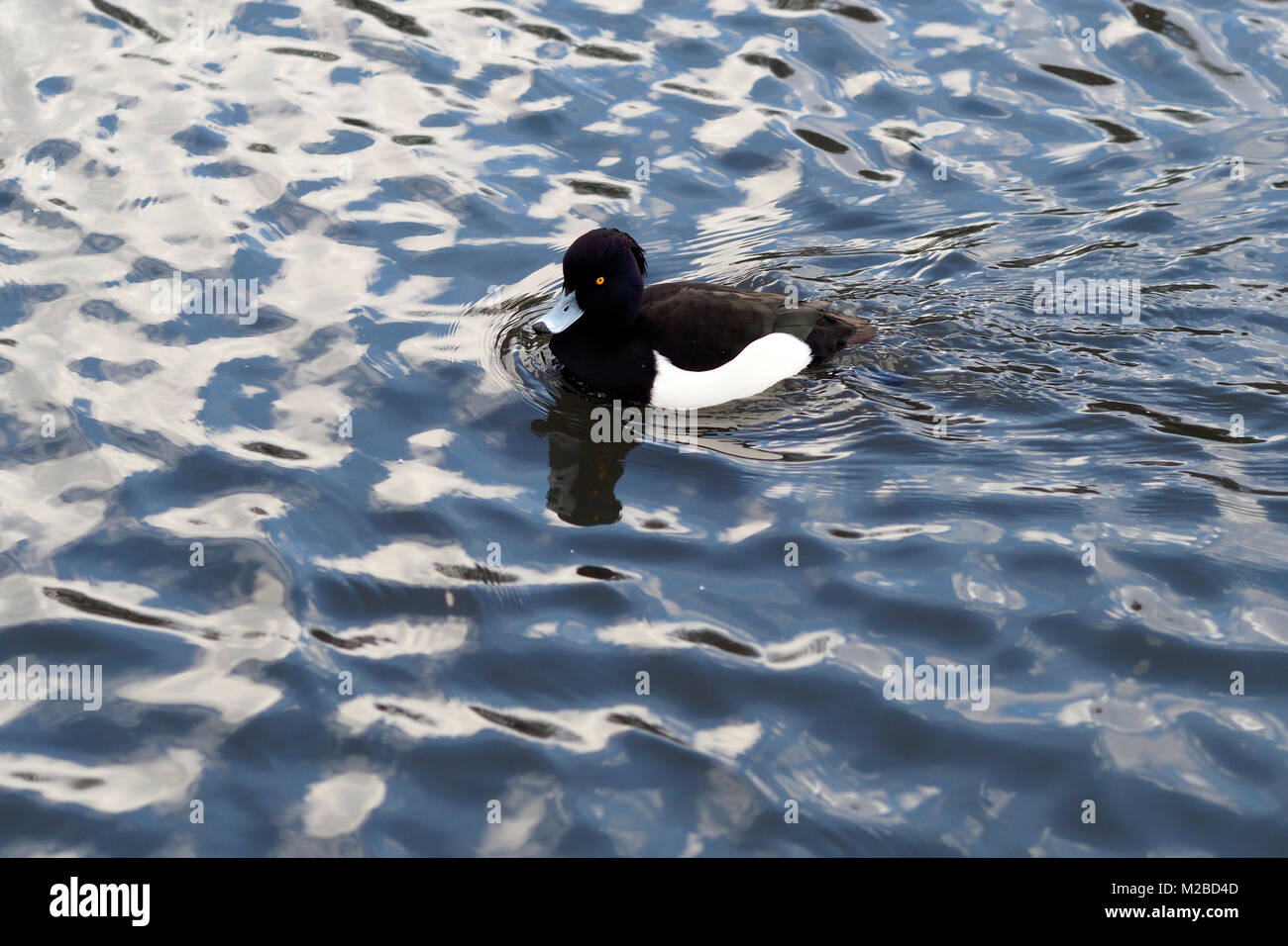 Single tuft hi-res stock photography and images - Alamy