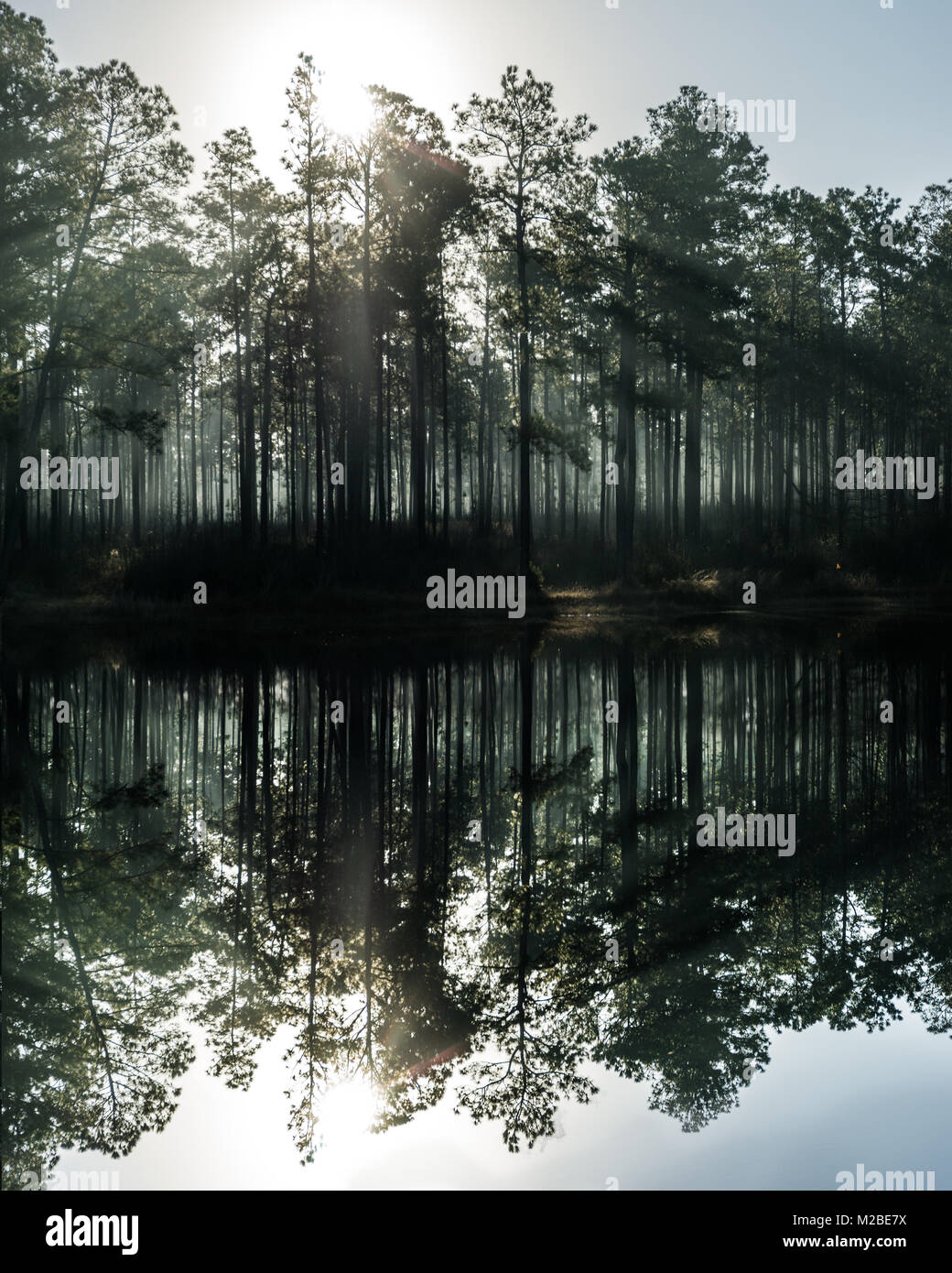 Misty sunrise in Mississippi National Forest Stock Photo - Alamy