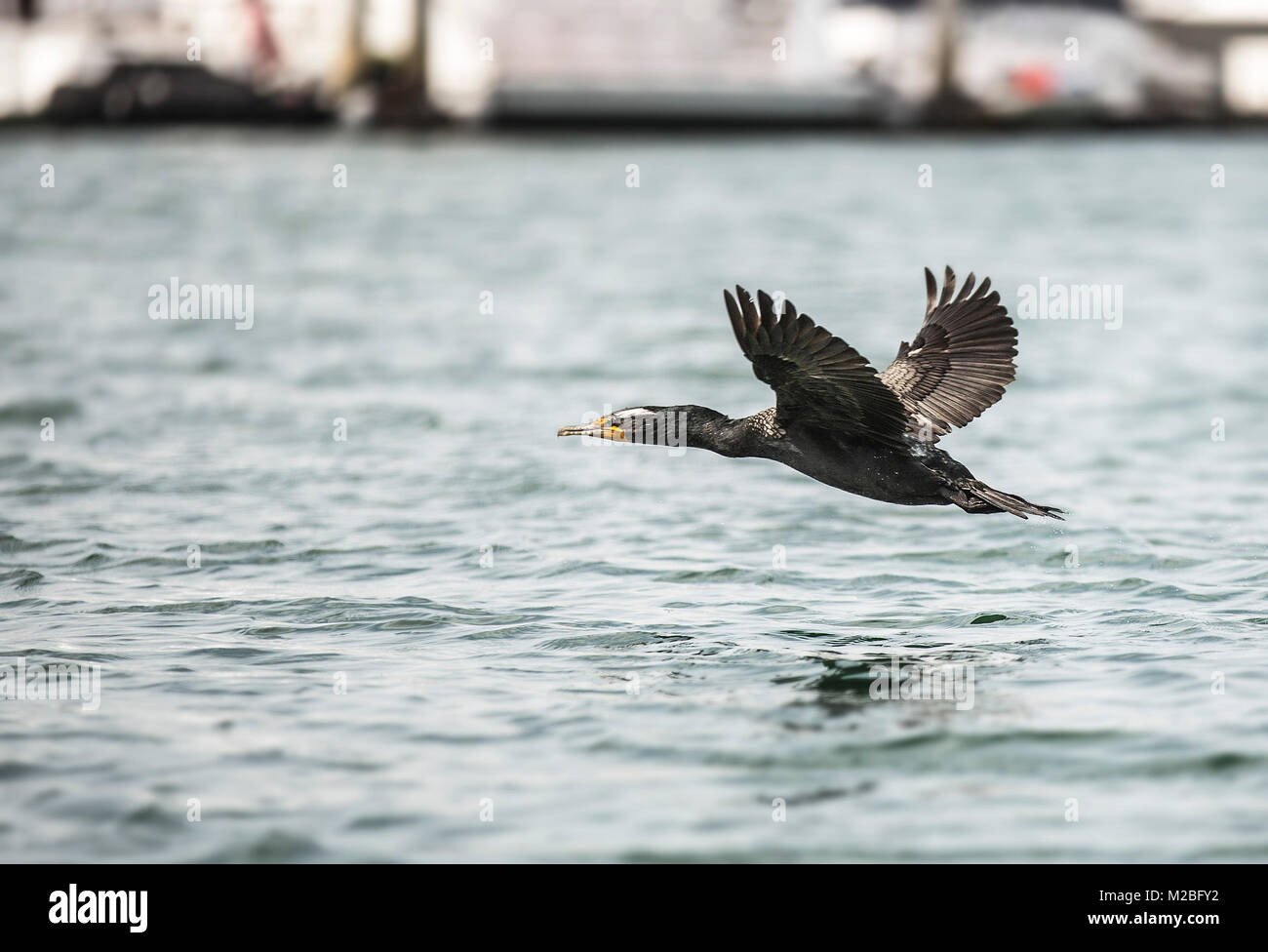 A shot of a low flying bird in Channel Islands Harbor Stock Photo - Alamy