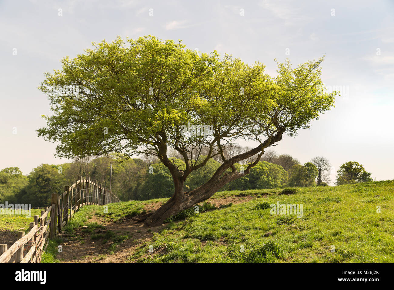 An image showing the beautiful bark on the trunk of a twisted hawthorn ...