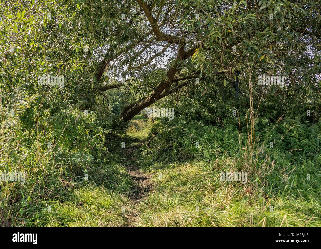 Path through the woods Stock Photo - Alamy