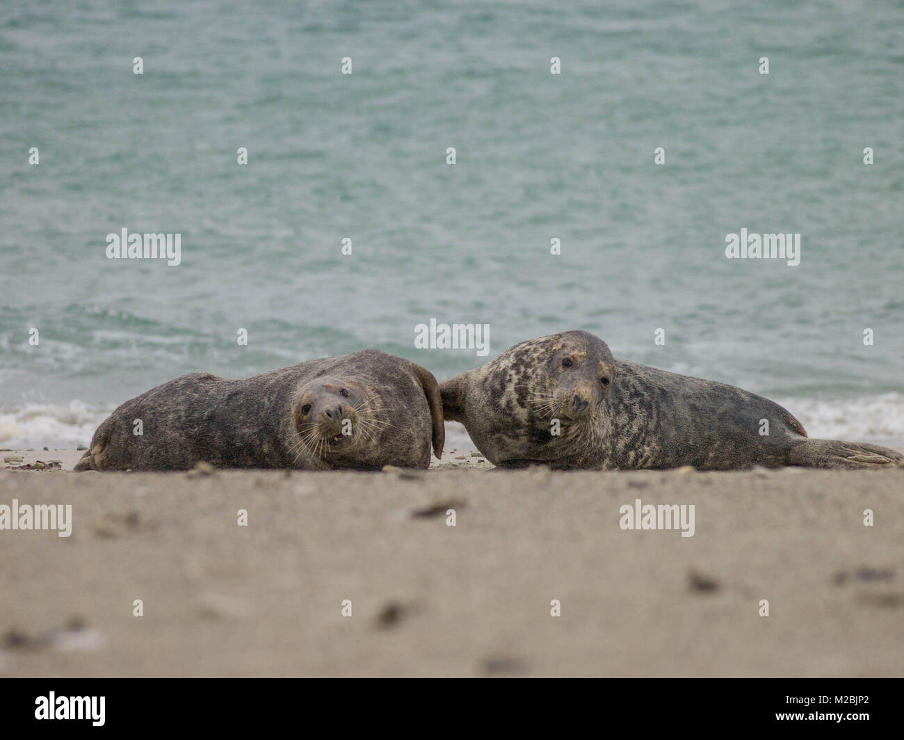 Cuddling seals hi-res stock photography and images - Alamy