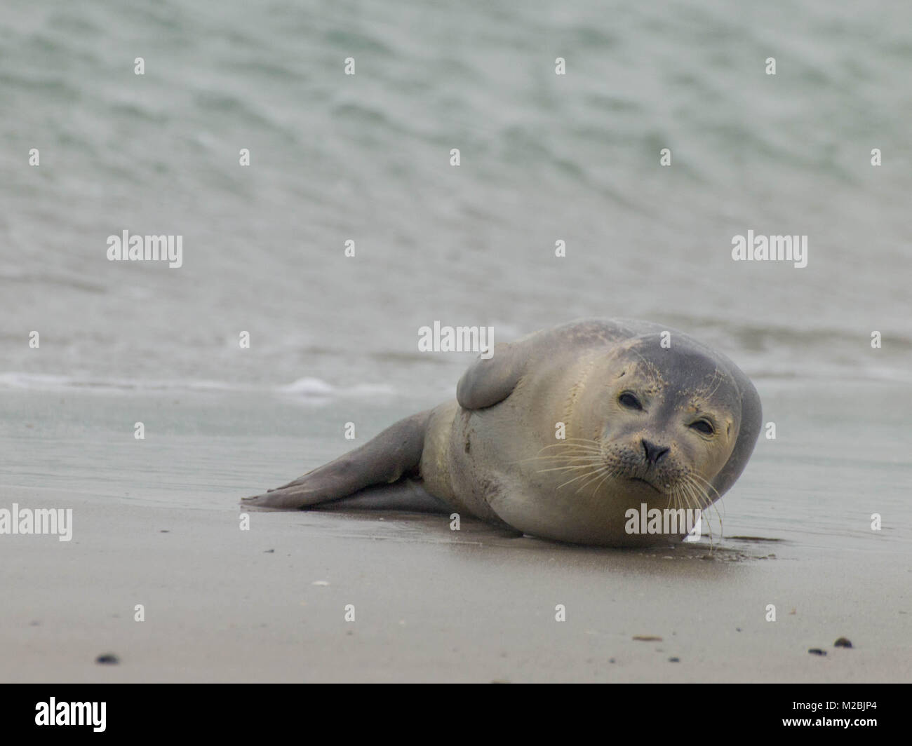 Sweet seal hi-res stock photography and images - Alamy