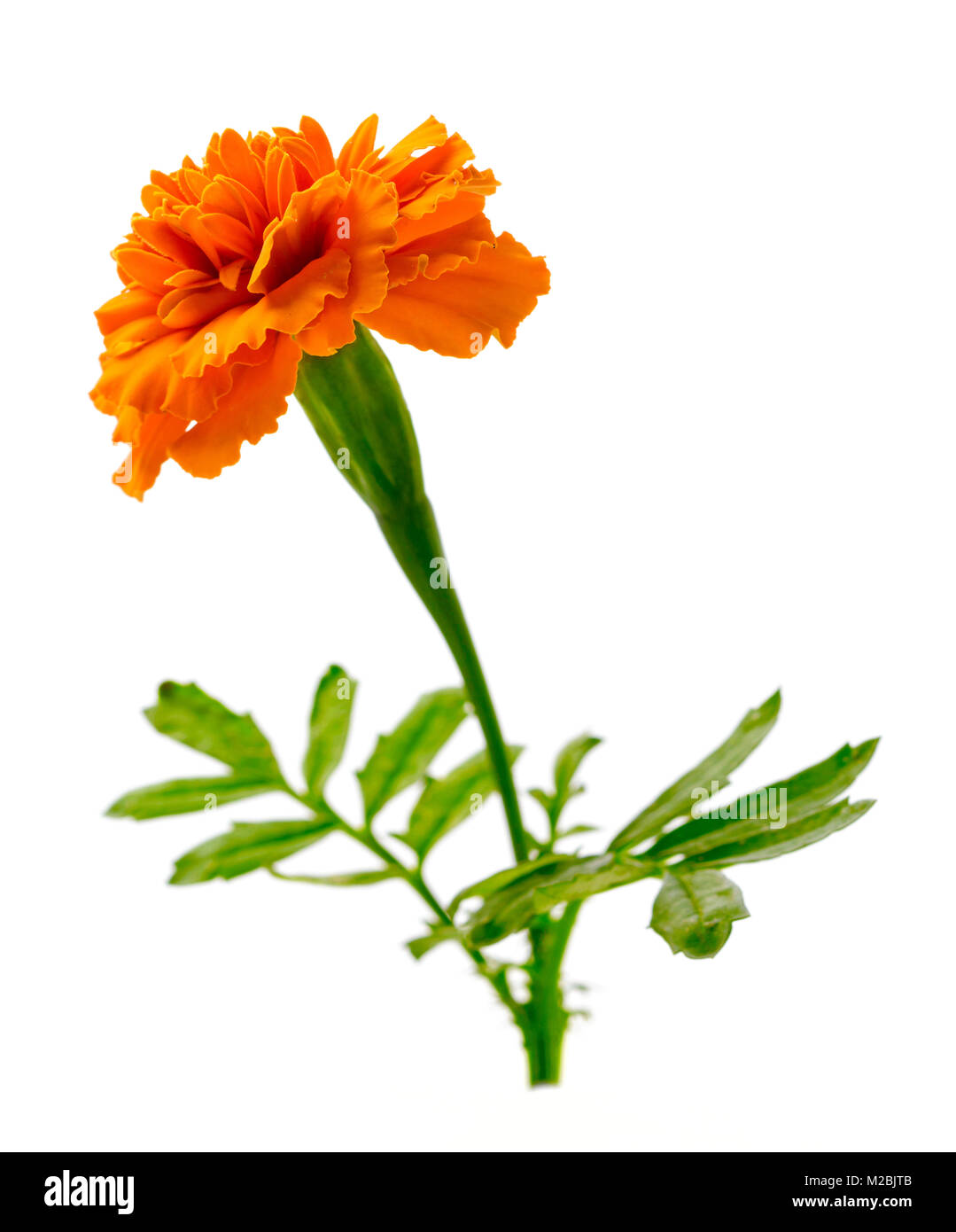 fresh marigold flower isolated on the white background Stock Photo - Alamy