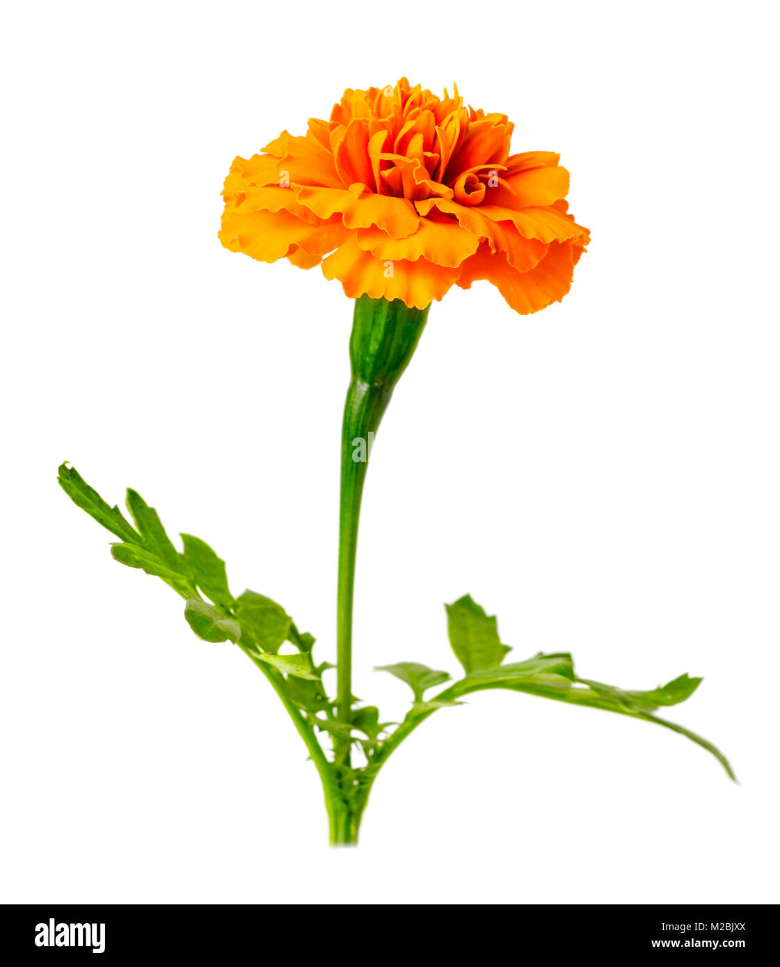 Marigold flower hi-res stock photography and images - Alamy