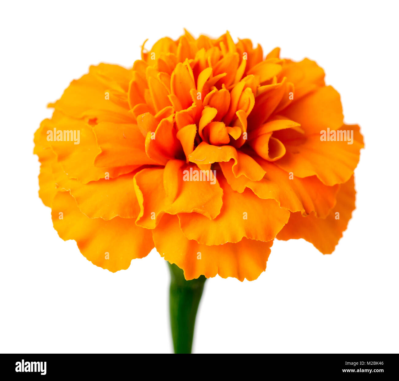 Marigold flower hi-res stock photography and images - Alamy