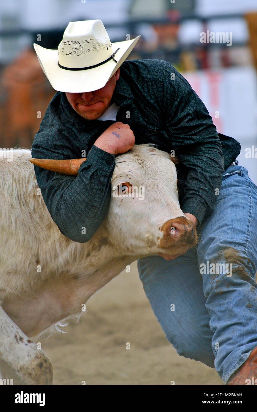 Bull dust hi-res stock photography and images - Alamy