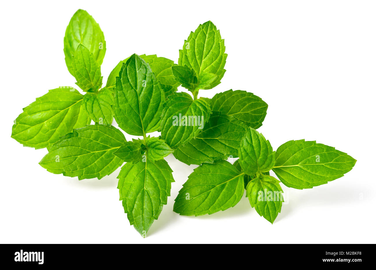 fresh herb, green peppermint isolated on white Stock Photo - Alamy