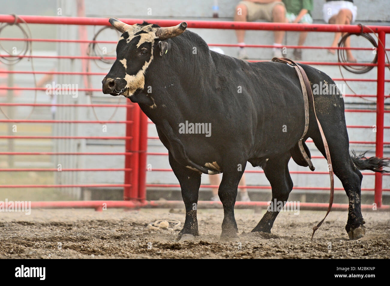 A rodeo bucking bull stands defiant in the rodeo outdoor arena after ...
