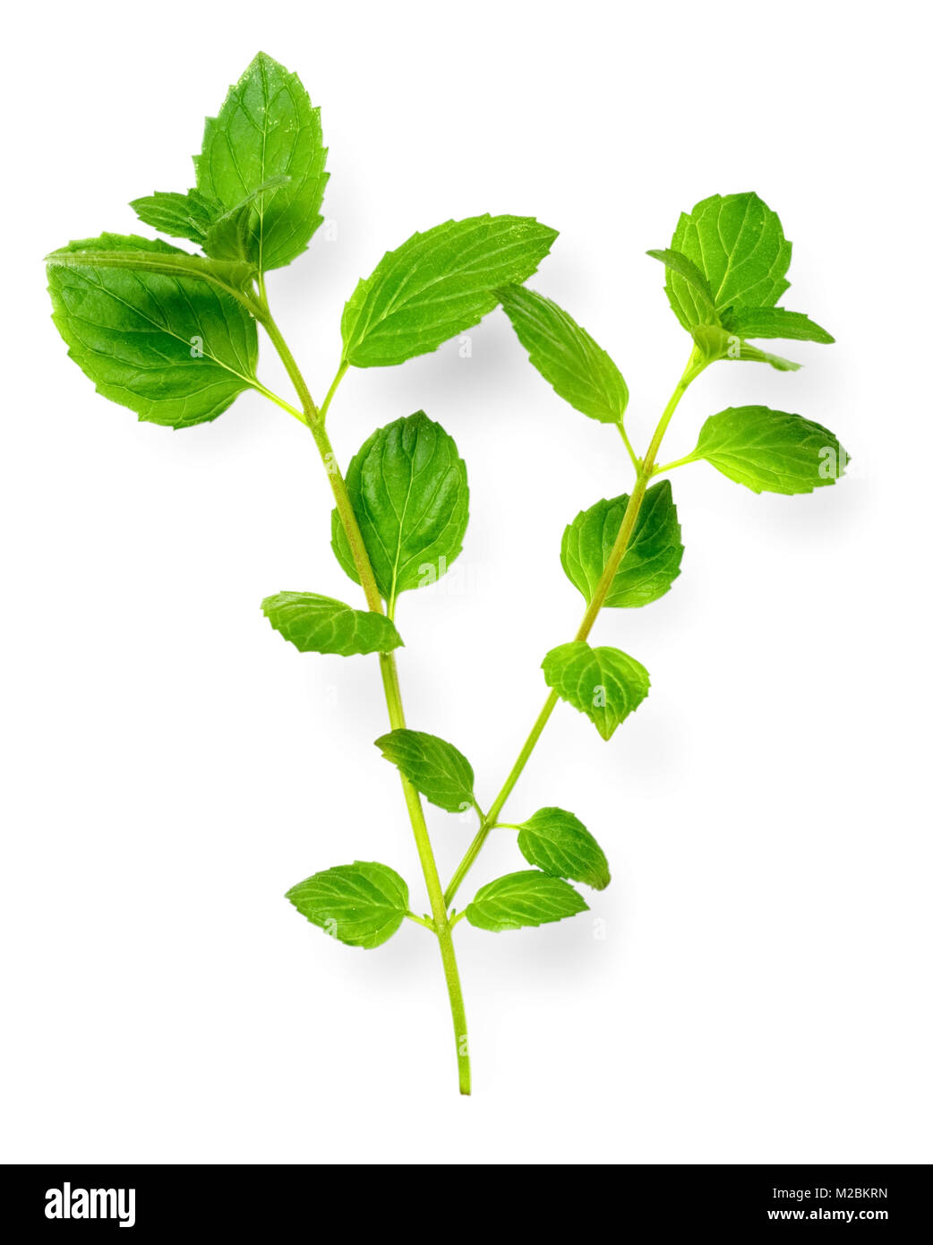 fresh herb, green peppermint isolated on white Stock Photo - Alamy
