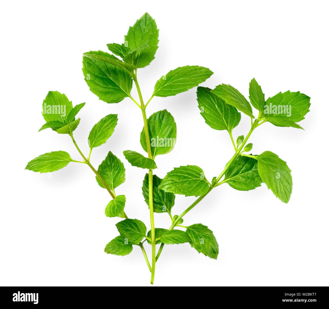 fresh herb, green peppermint isolated on white Stock Photo - Alamy