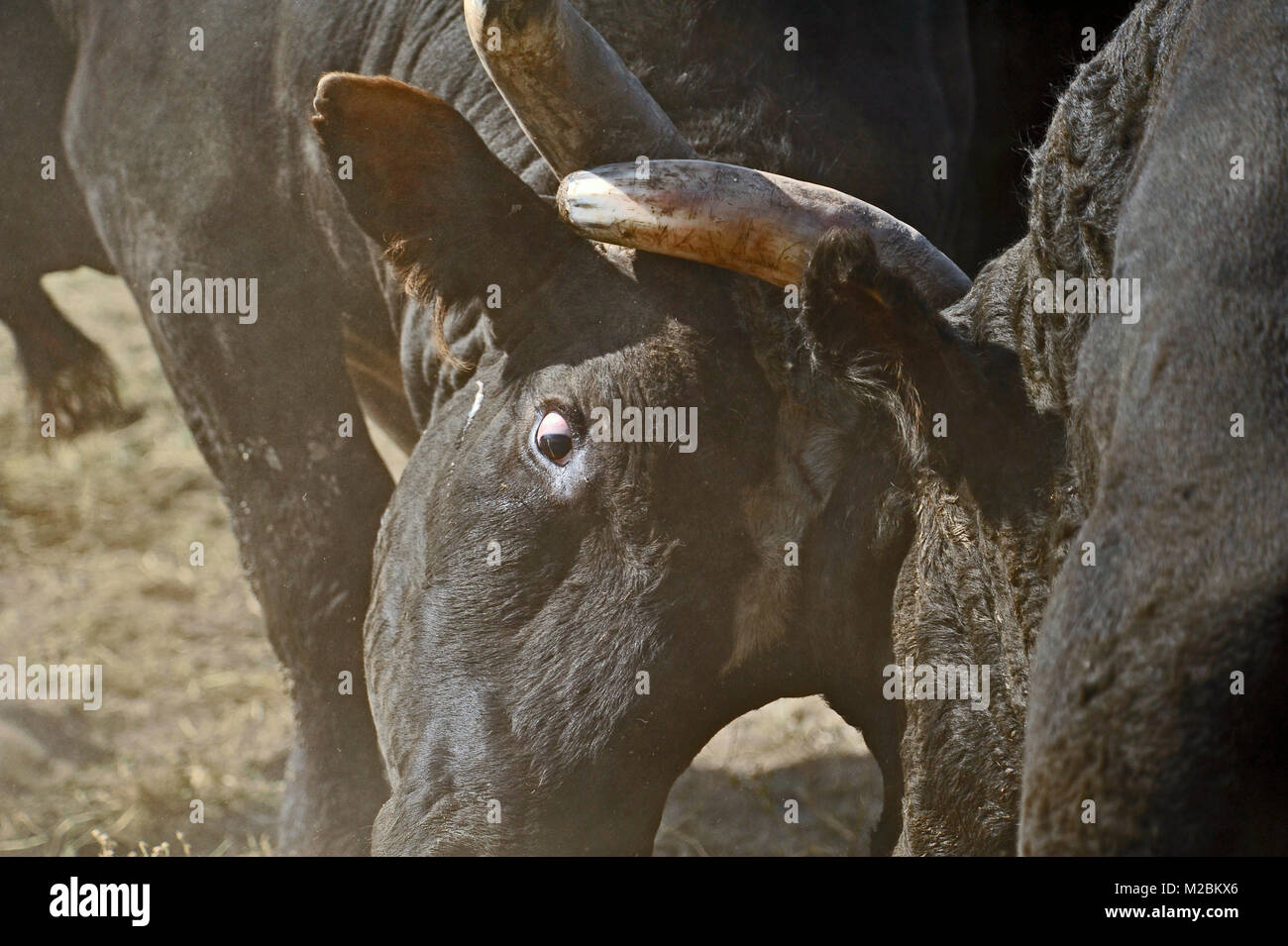 Test your strength hi-res stock photography and images - Alamy