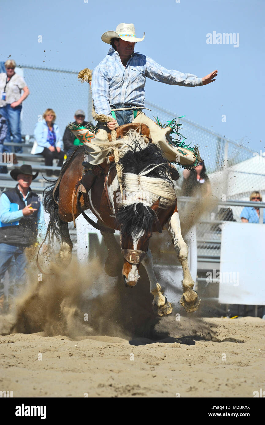 Bronc horse rodeo western hi-res stock photography and images - Alamy
