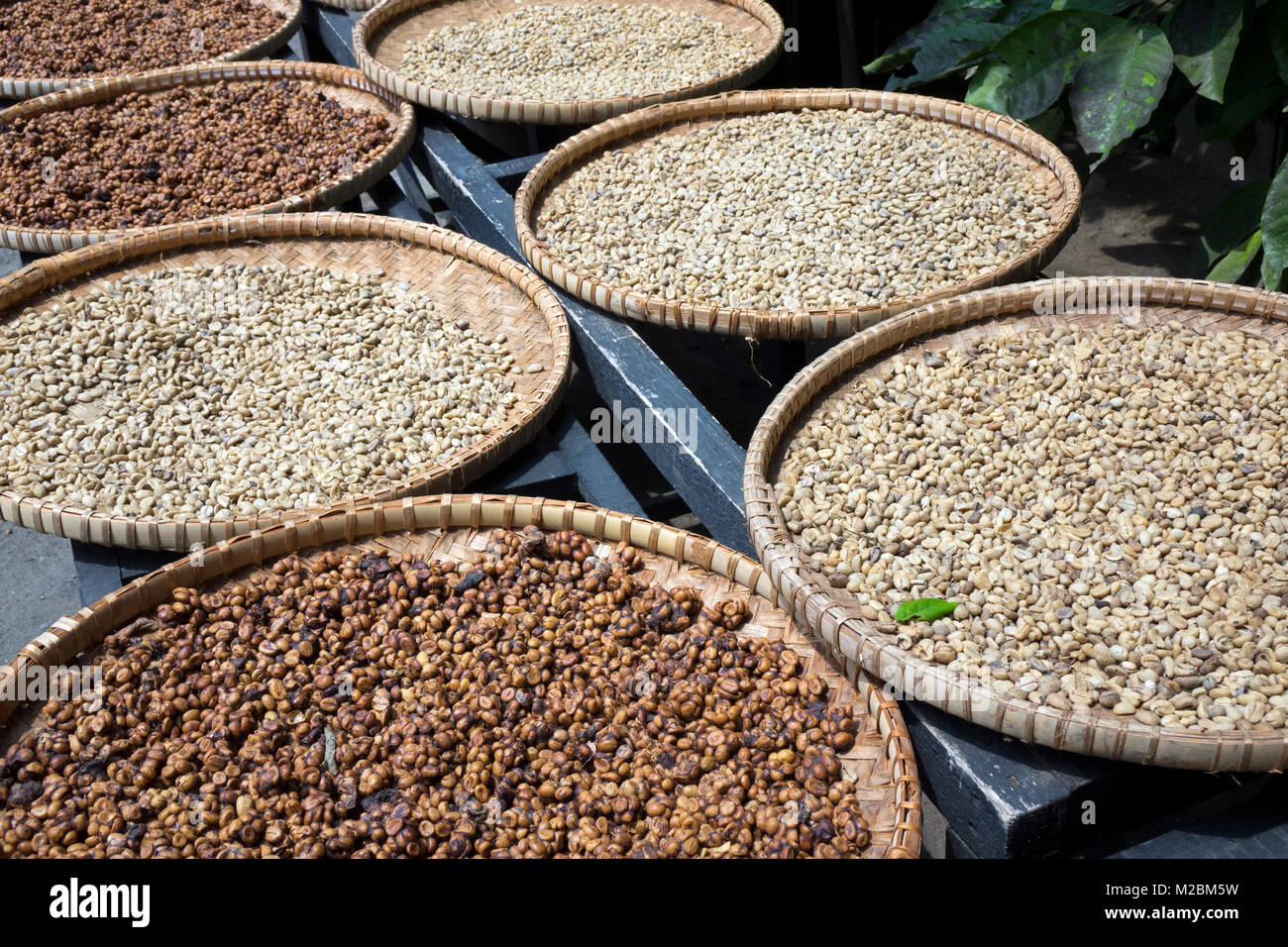 Row plates raw beans hi-res stock photography and images - Alamy
