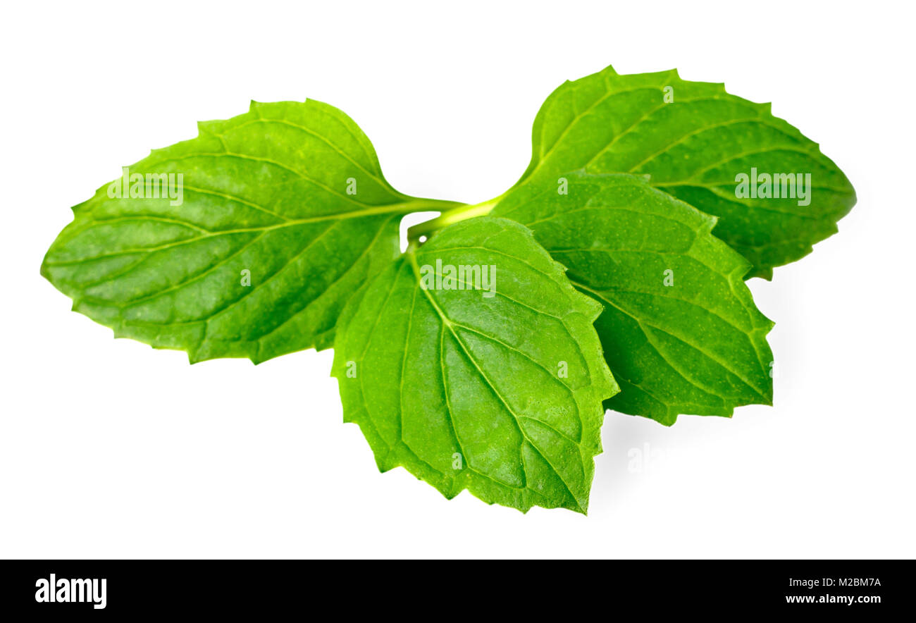 fresh herb, green peppermint isolated on white Stock Photo - Alamy