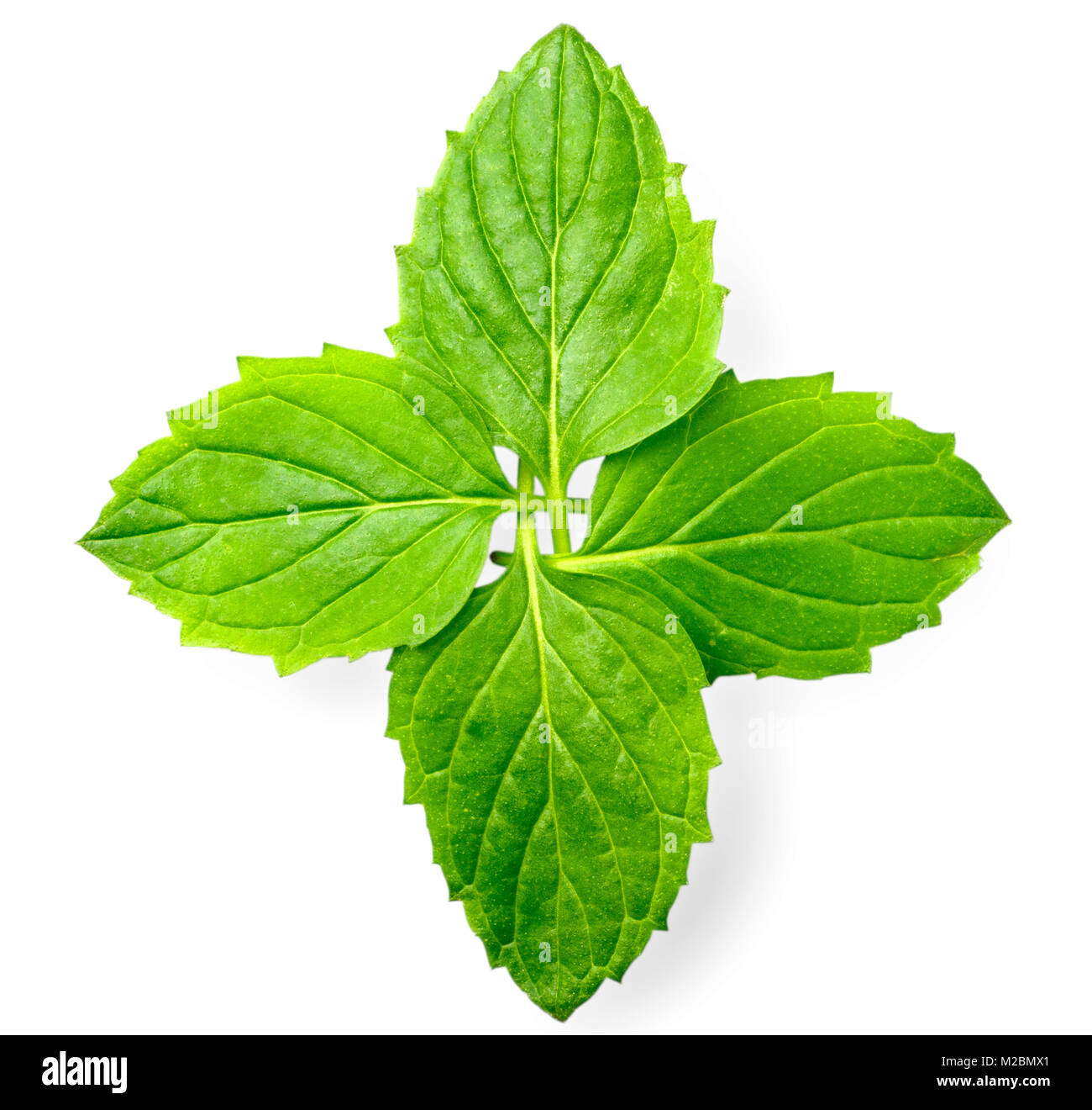 fresh herb, green peppermint isolated on white Stock Photo - Alamy