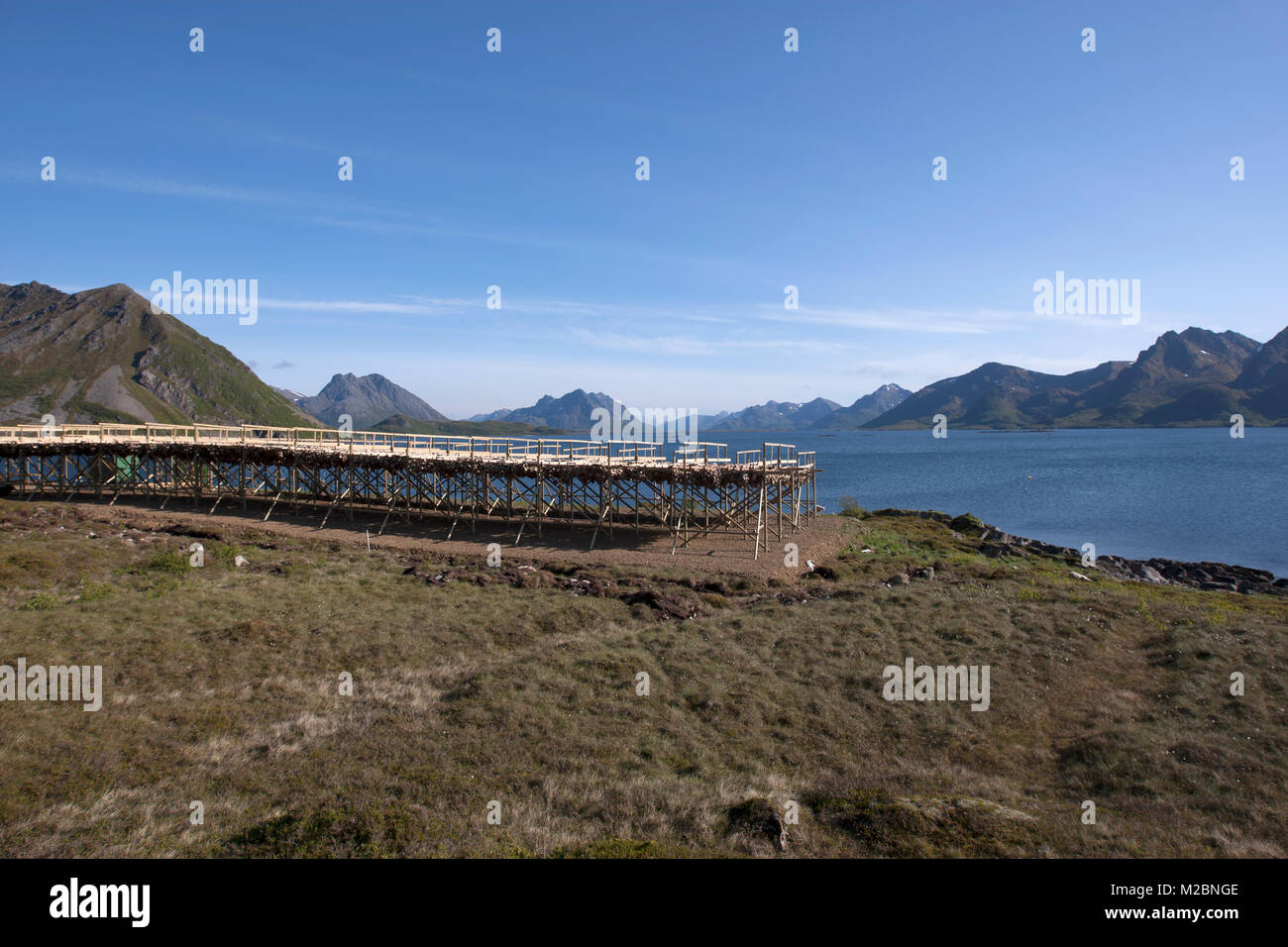 Atlantic cod, Gadus morhua, drying as stockfish on wooden racks, in ...