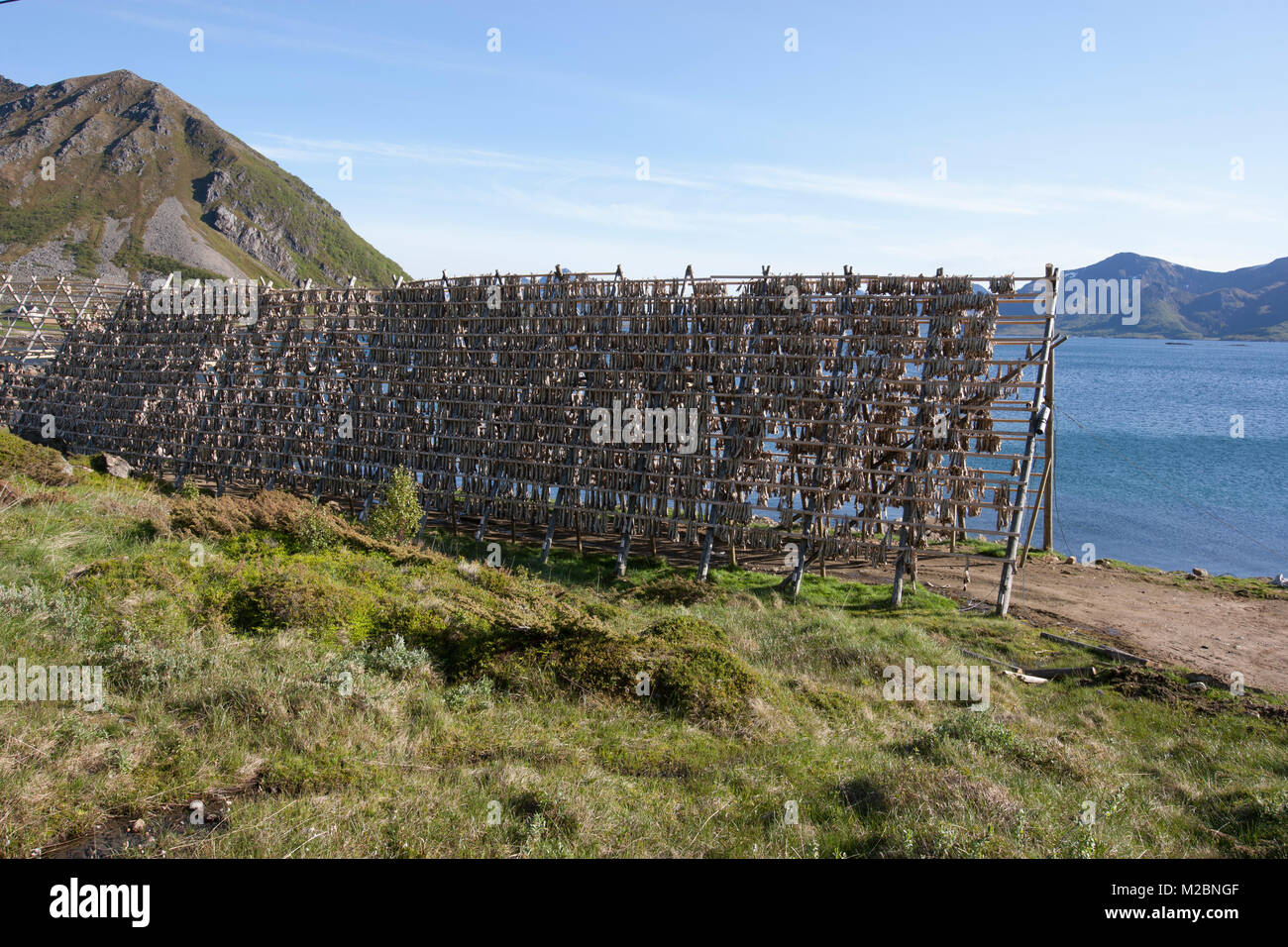 Atlantic cod, Gadus morhua, drying as stockfish on wooden racks, in ...