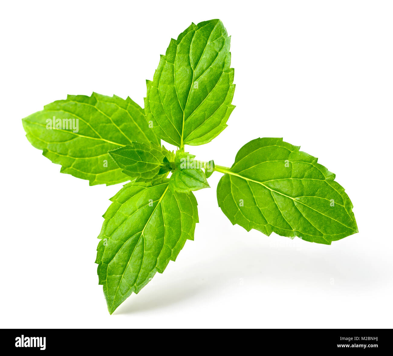 Herb plant isolated not flower hi-res stock photography and images - Alamy