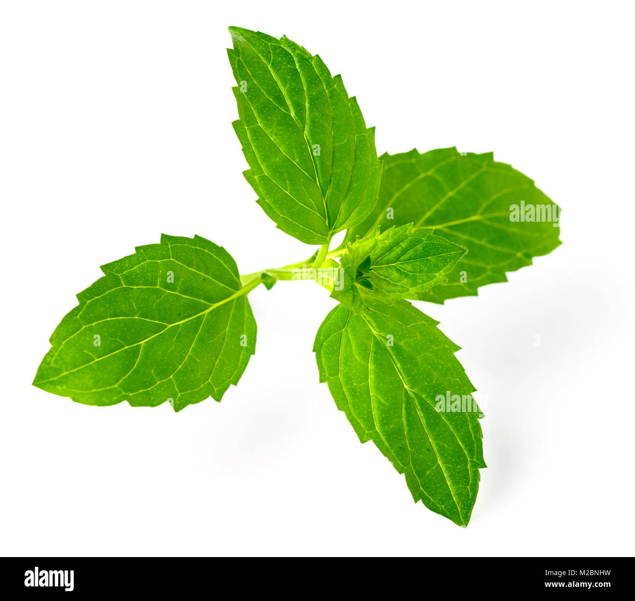fresh herb, green peppermint isolated on white Stock Photo - Alamy