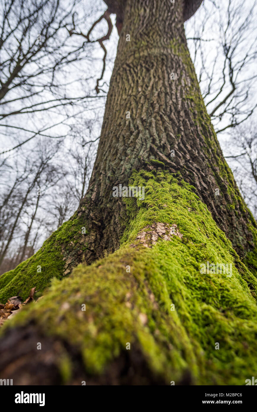 Autumn in German forest Stock Photo - Alamy