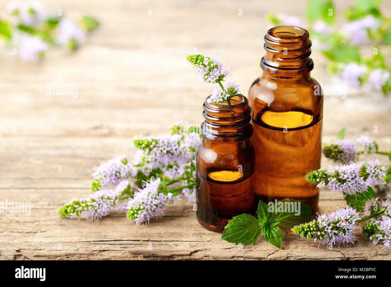 fresh purple Peppermint flowers and Peppermint essential oil on the ...