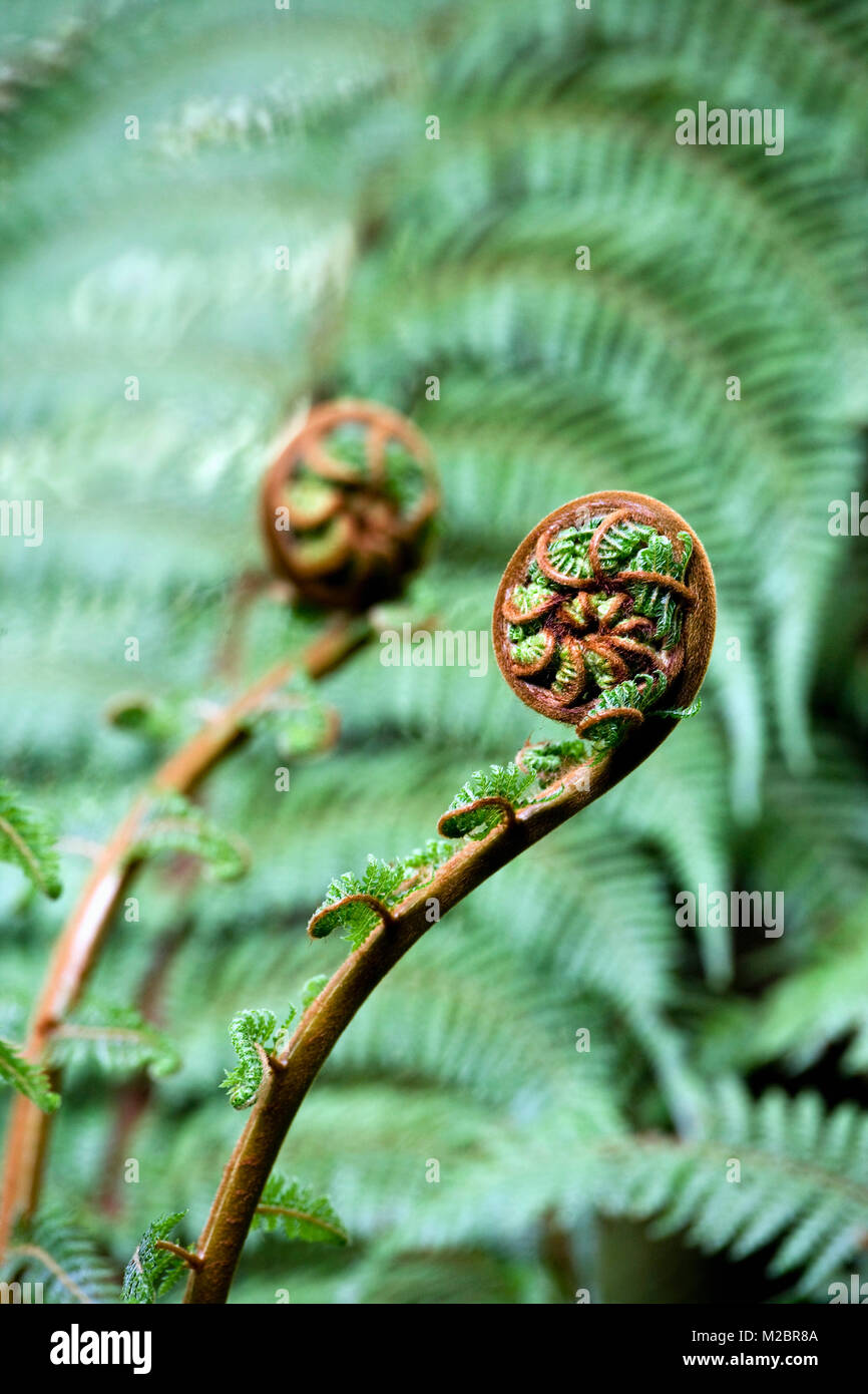 New Zealand, North Island, Rotorua, Opening tree fern Stock Photo - Alamy