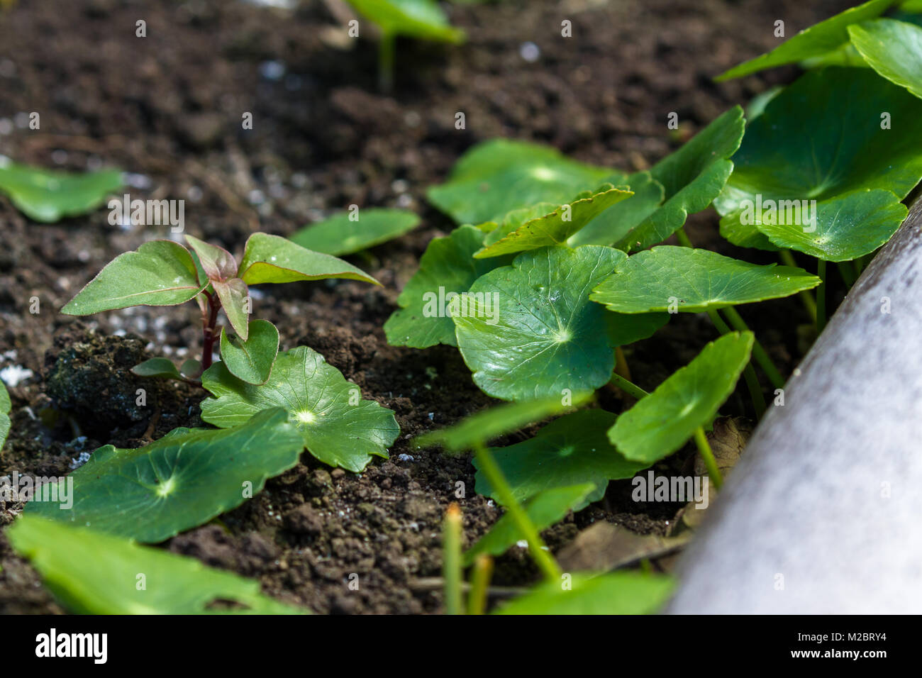 Gold coin grass hi-res stock photography and images - Alamy