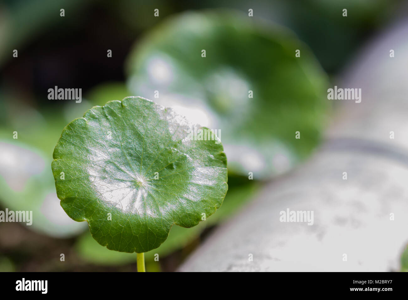 close up of the round leaves of gold coin grass growing in a garden ...