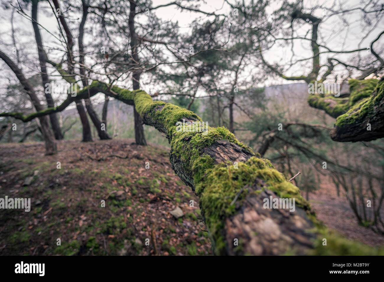 Autumn in German forest Stock Photo - Alamy