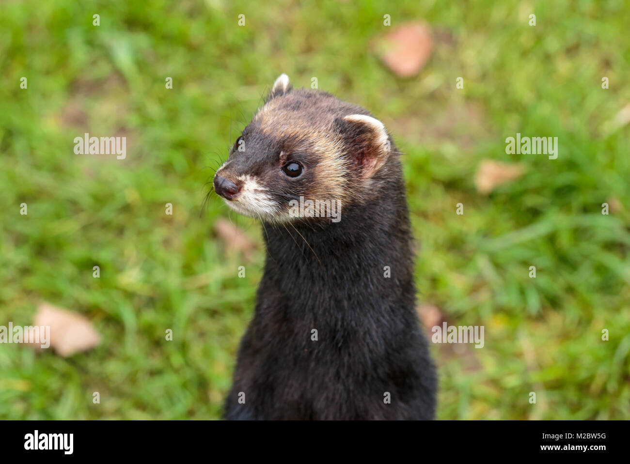 Black Polecat High Resolution Stock Photography and Images - Alamy