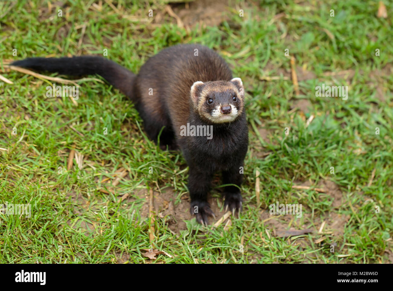 Uk black polecat hi-res stock photography and images - Alamy