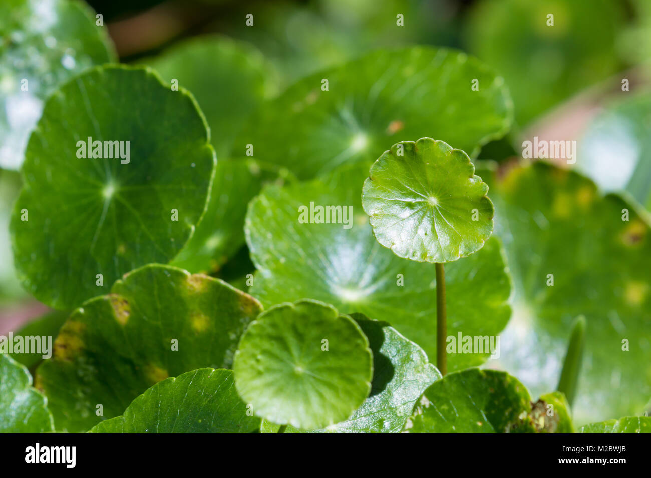 close up of the round leaves of gold coin grass growing in a garden ...