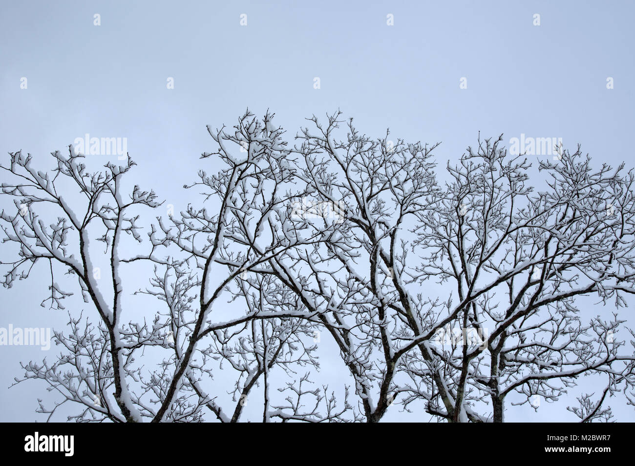 Branches horizontal hi-res stock photography and images - Alamy