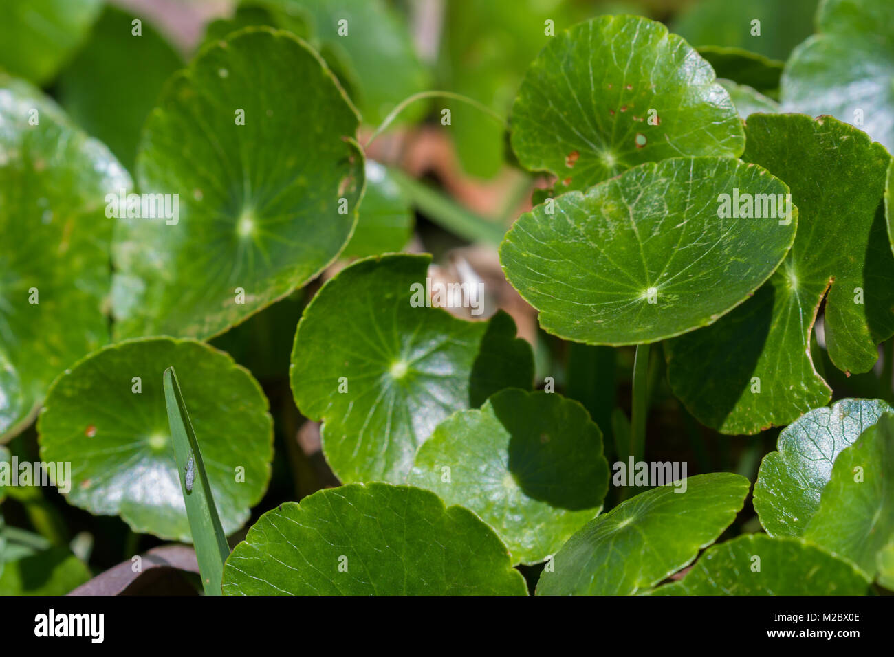 close up of the round leaves of gold coin grass growing in a garden ...