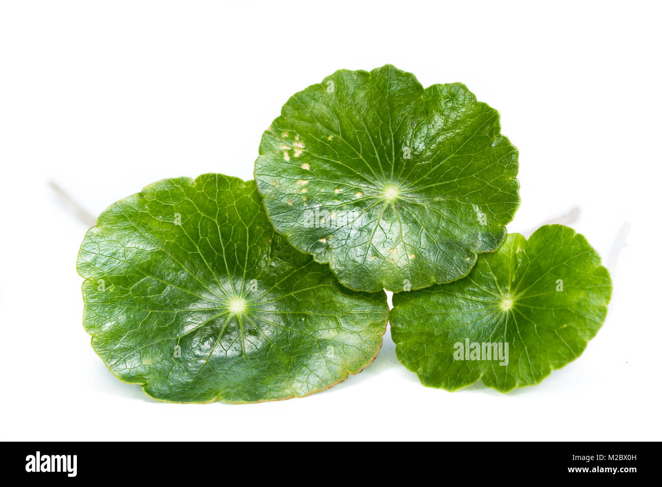 close up of a medicinal herb commonly known as gold coin grass isolated ...