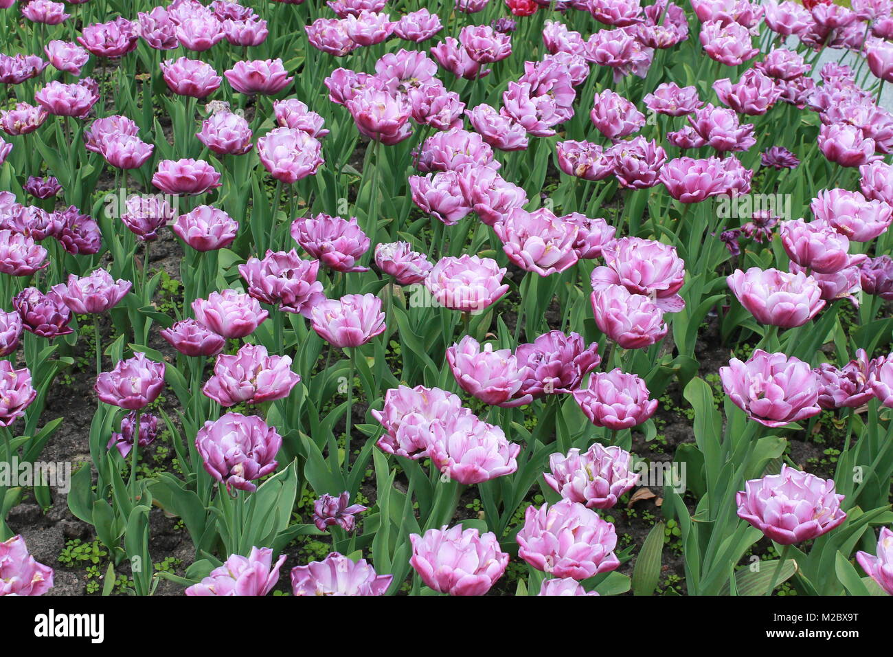 Pink tulips background in the spring park Stock Photo - Alamy