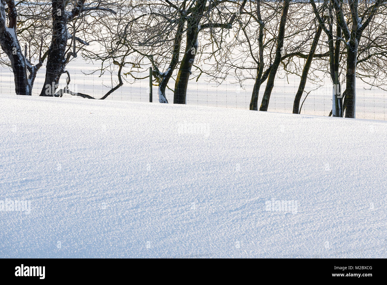 Field of pure white untouched fresh crisp snow with bare tree back drop ...