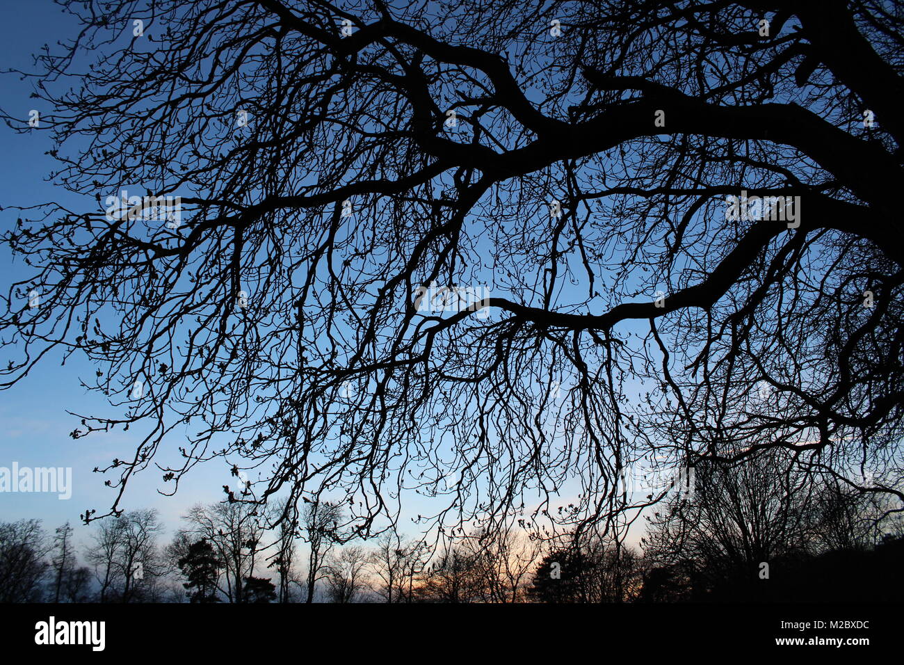 Tree at night Stock Photo - Alamy