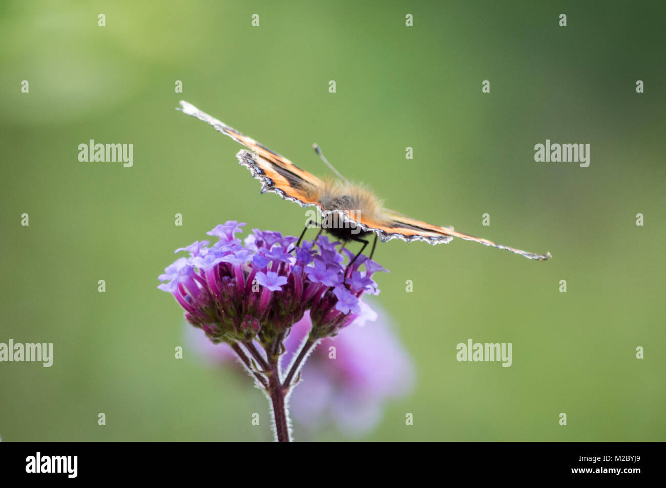 Butterfly from behind hi-res stock photography and images - Alamy