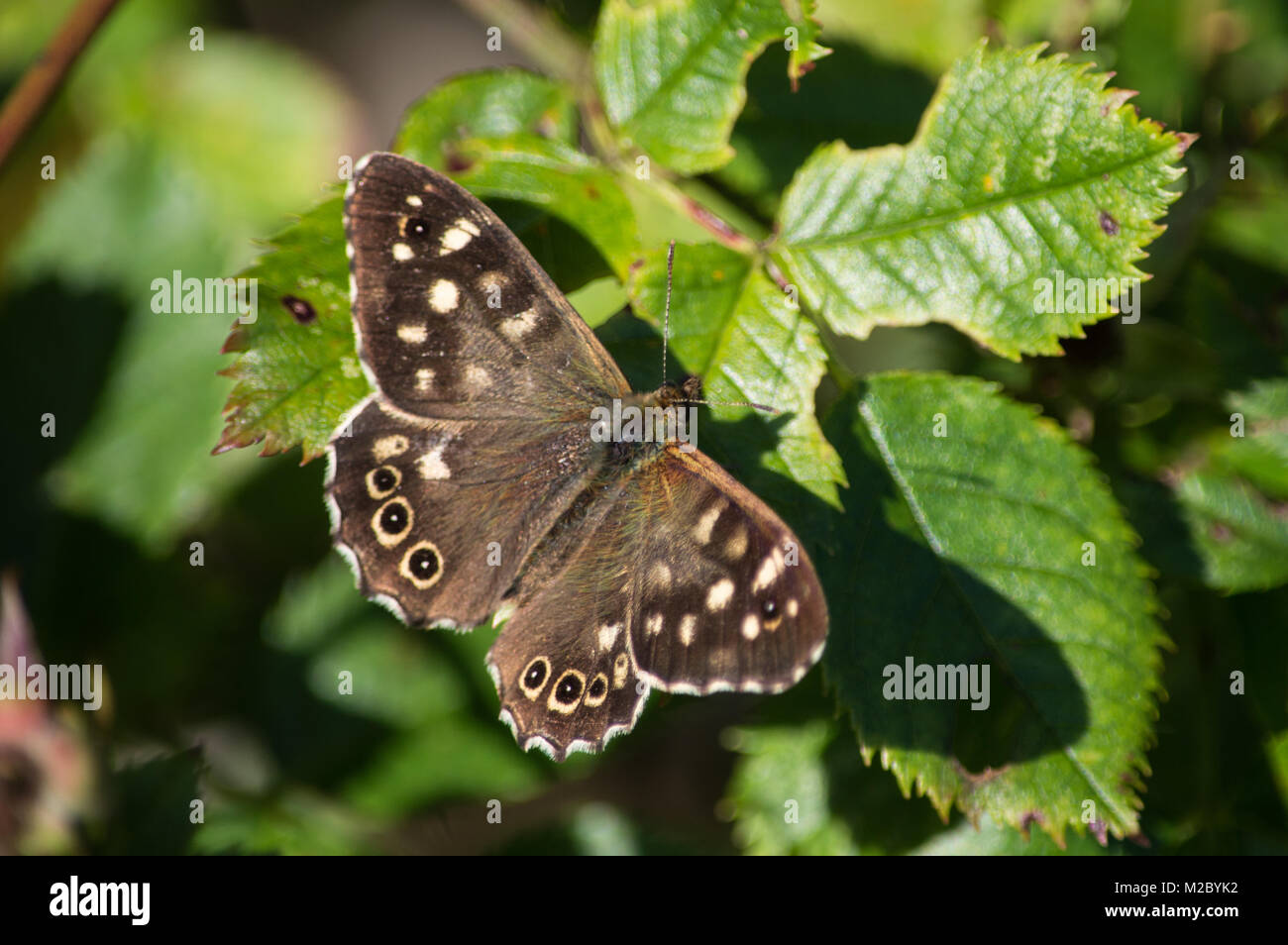 Butterfly on bramble leaf hi-res stock photography and images - Alamy